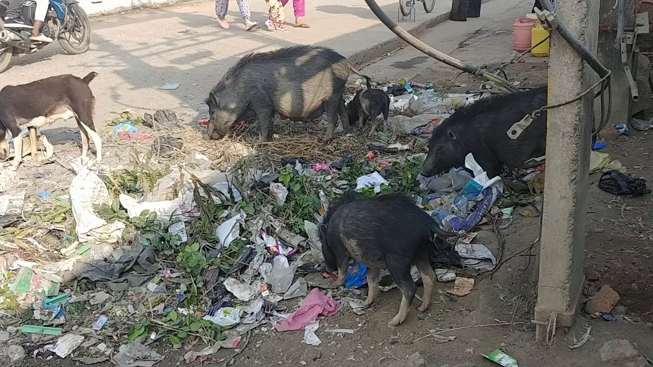 Street pigs in India - YouTube