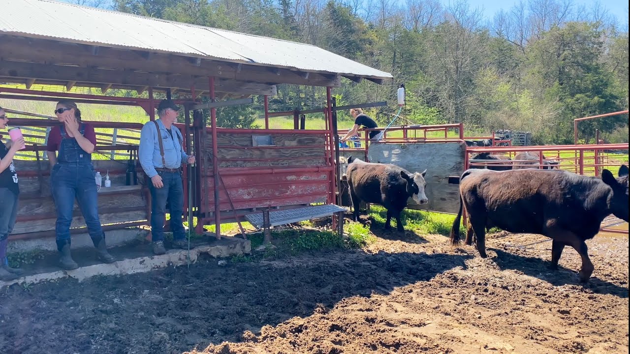 Cow Working (Spring 2021) - YouTube