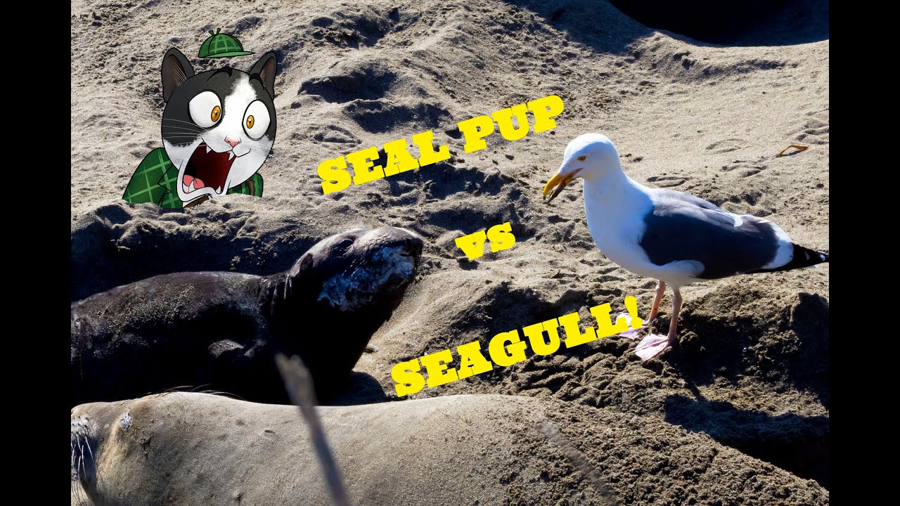 Seal Pup VS Seagull! A Battle for...Milk? - YouTube