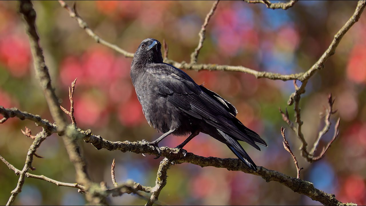 Let's Relax With a Crow in the Warm Fall Sunshine - YouTube