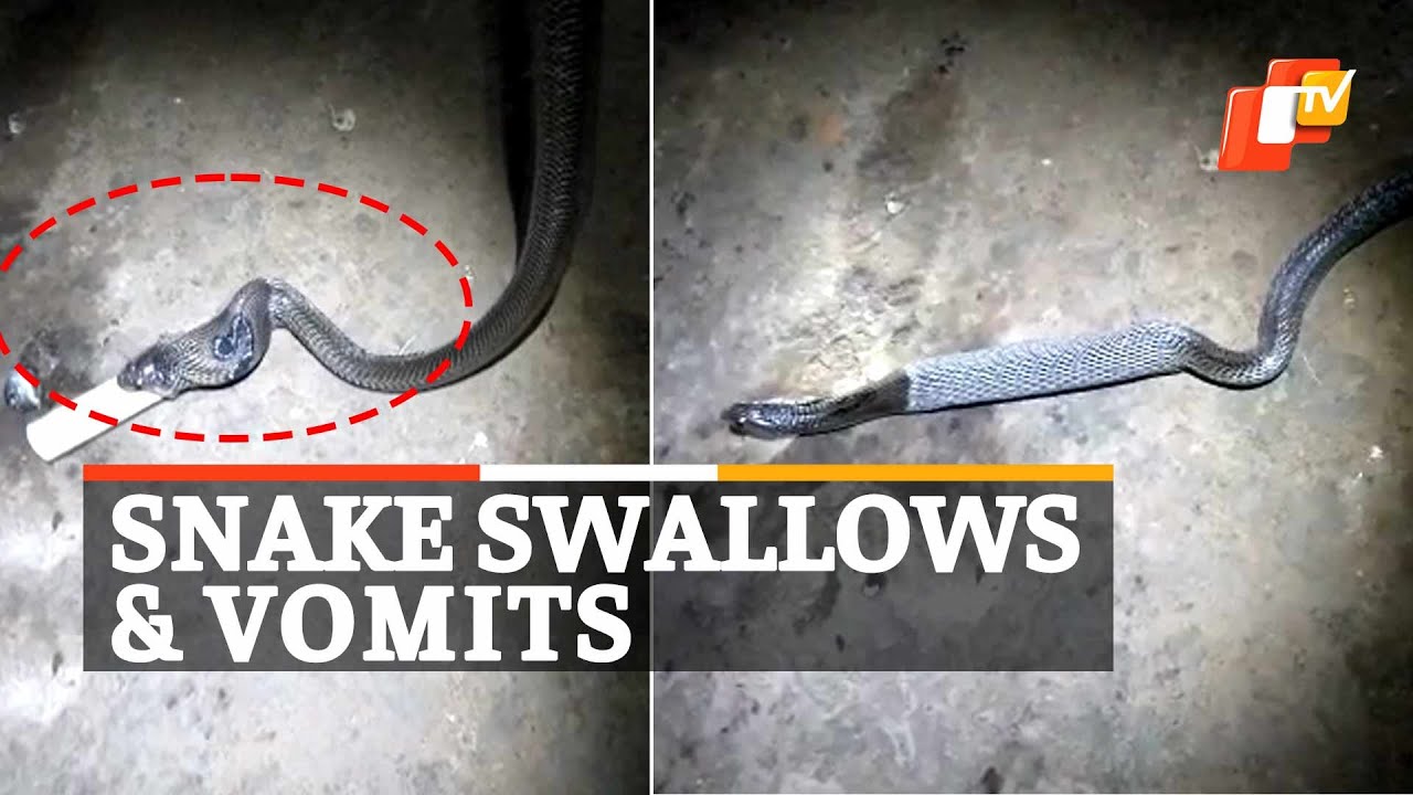 WATCH | Cobra Snake Swallows Plastic Pipe & Vomits It Out | OTV News ...