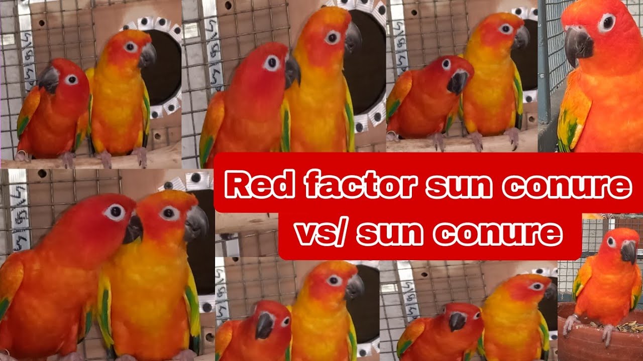 The Red Factor Sun Conure Color Mutation ️ ️ "High Red" vs Red factor ...