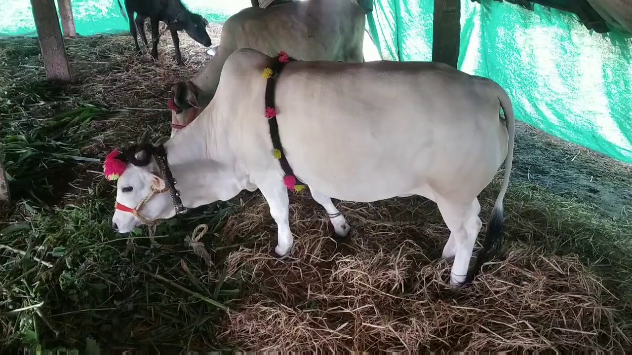Punganur Cow - YouTube
