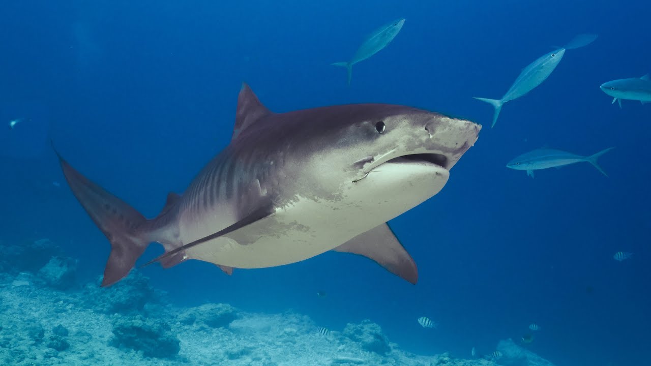 Breathtaking Freediving Adventure with Tiger Sharks, Dolphins, and More ...
