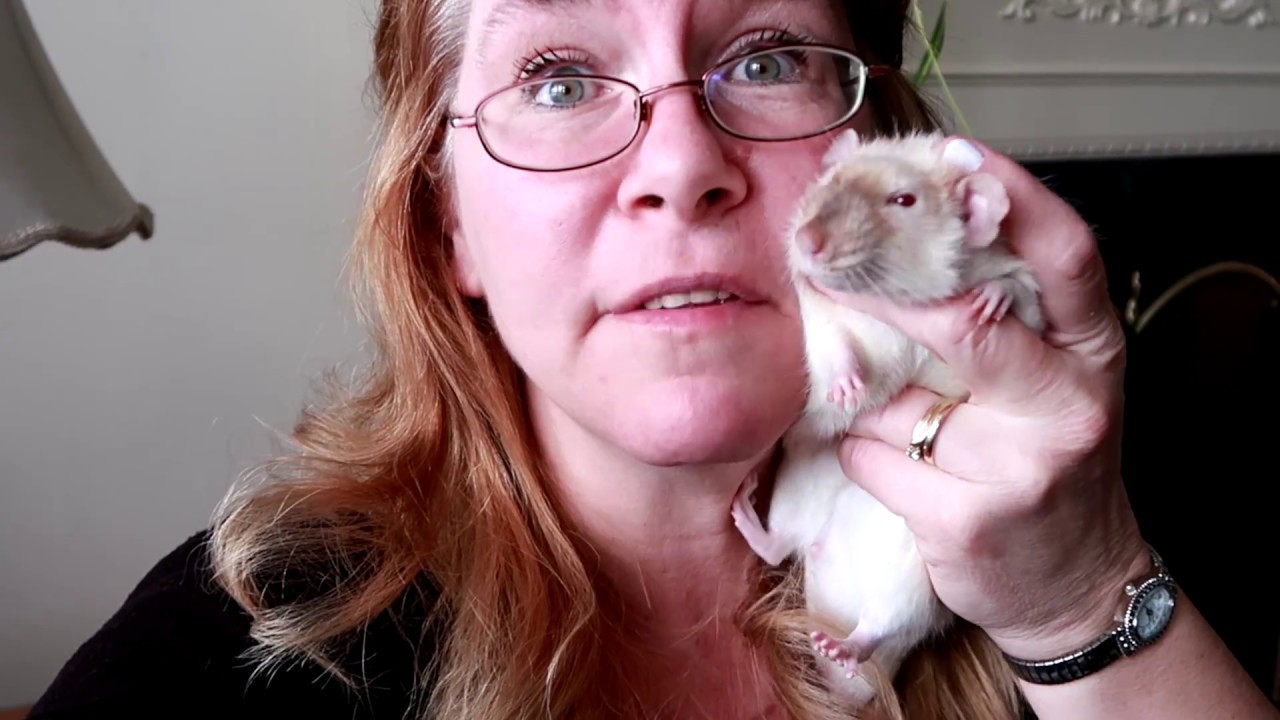 PET RATS Day 101 (04/12/17) - YouTube