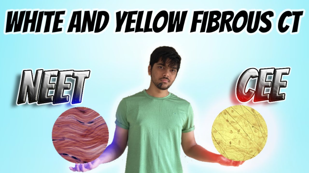 Animal Tissue - White and Yellow Fibrous Connective Tissue (CEE/NEET ...