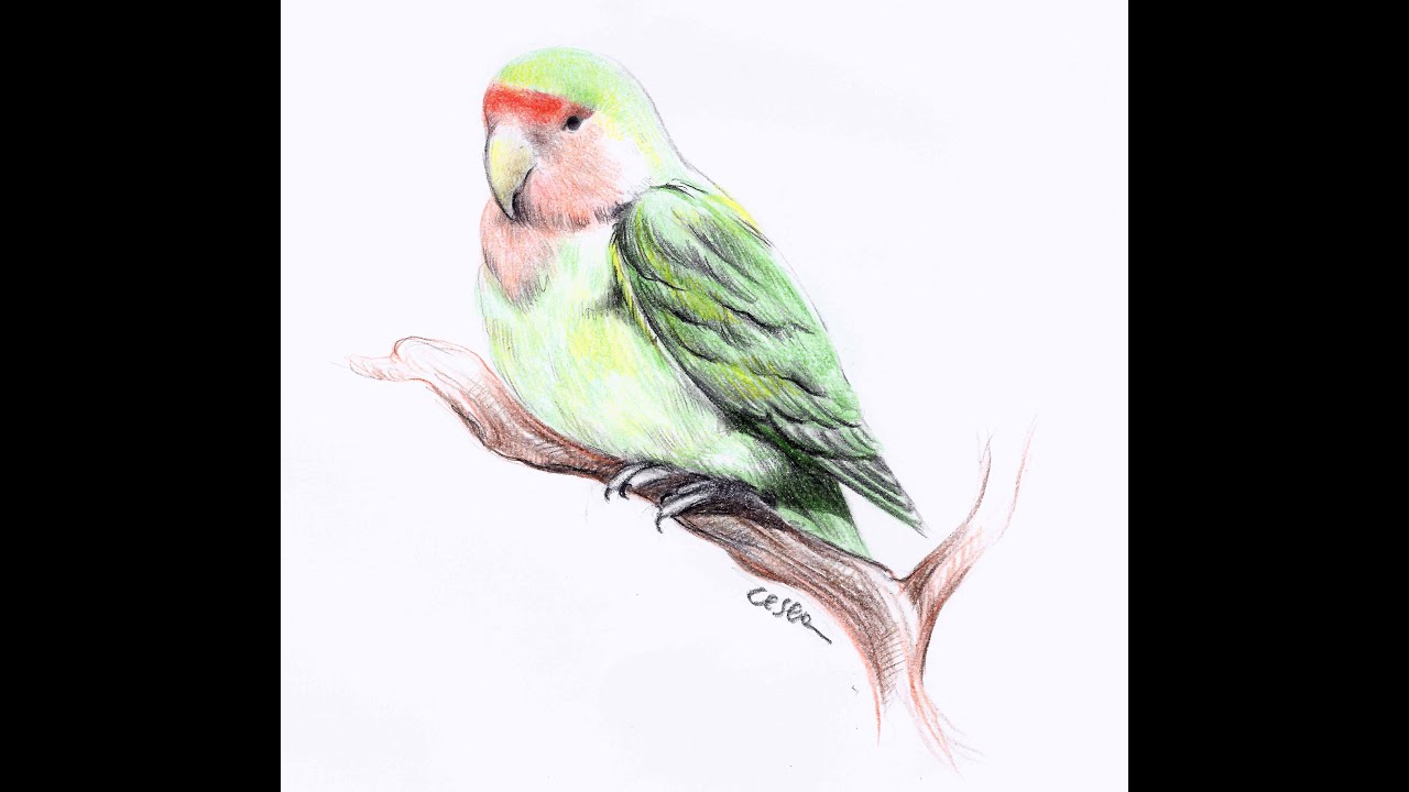PAPPAGALLO | LOVEBIRD - COLORS DRAWING by ànemos - YouTube