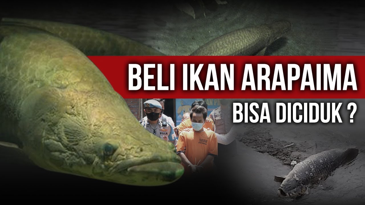 DILARANG KERAS, BISAKAH KAMU PELIHARA IKAN ARAPAIMA? - YouTube