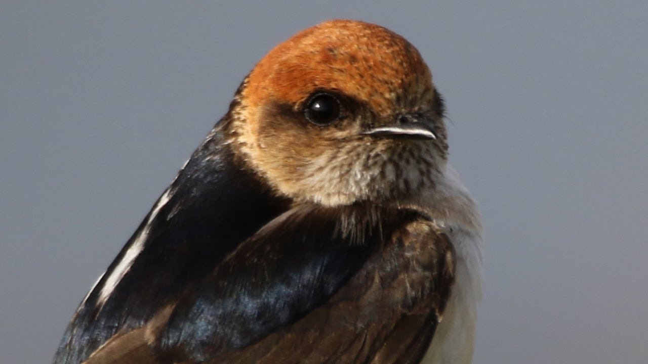 Fairy Martin Fantasia – Eastlakes - YouTube