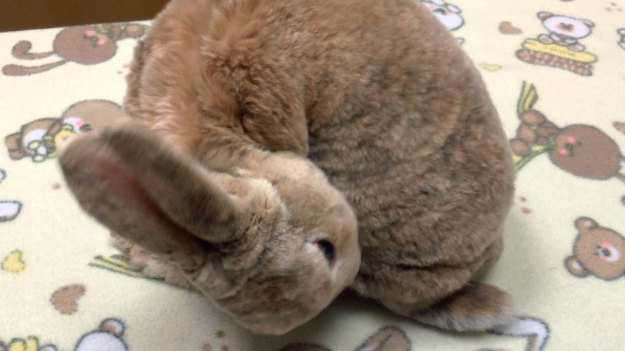 Sunki the Service Bunny at the veterinarian - YouTube