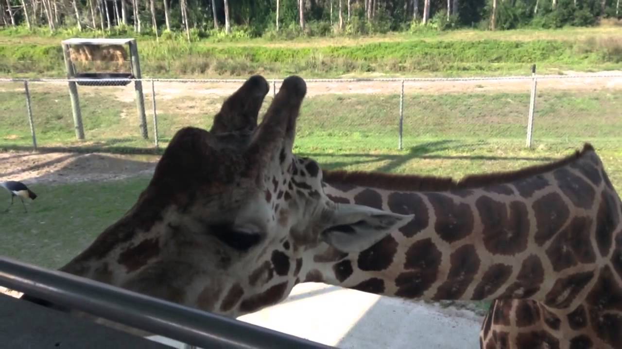 giraffe poop - YouTube