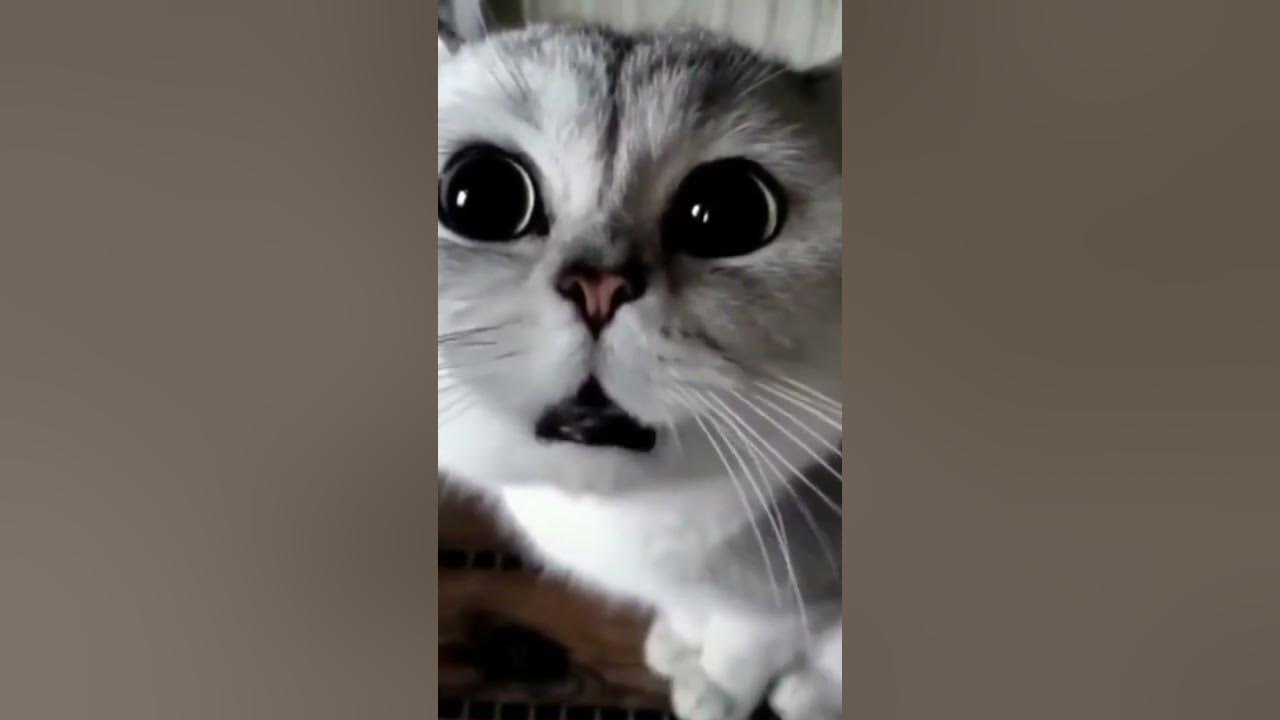 Funny Talking Cats Shorts Youtube