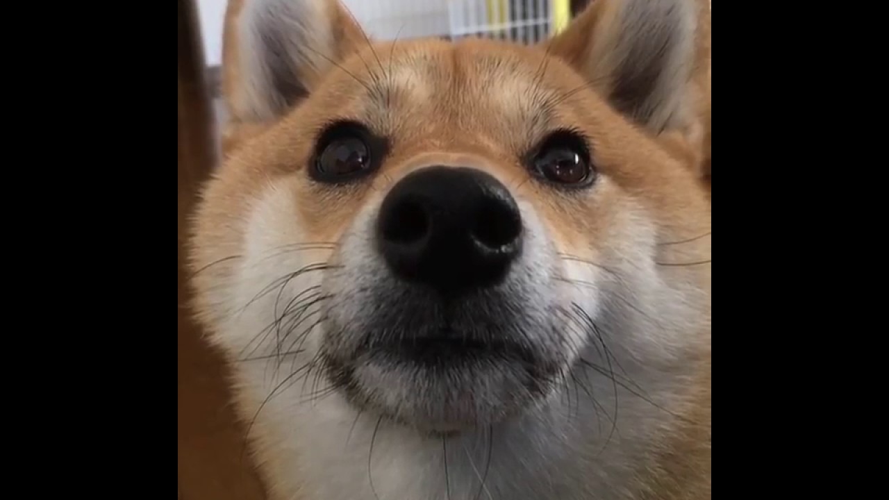 CUTE SHIBA INU CLOSE UP MUST WATCH - YouTube