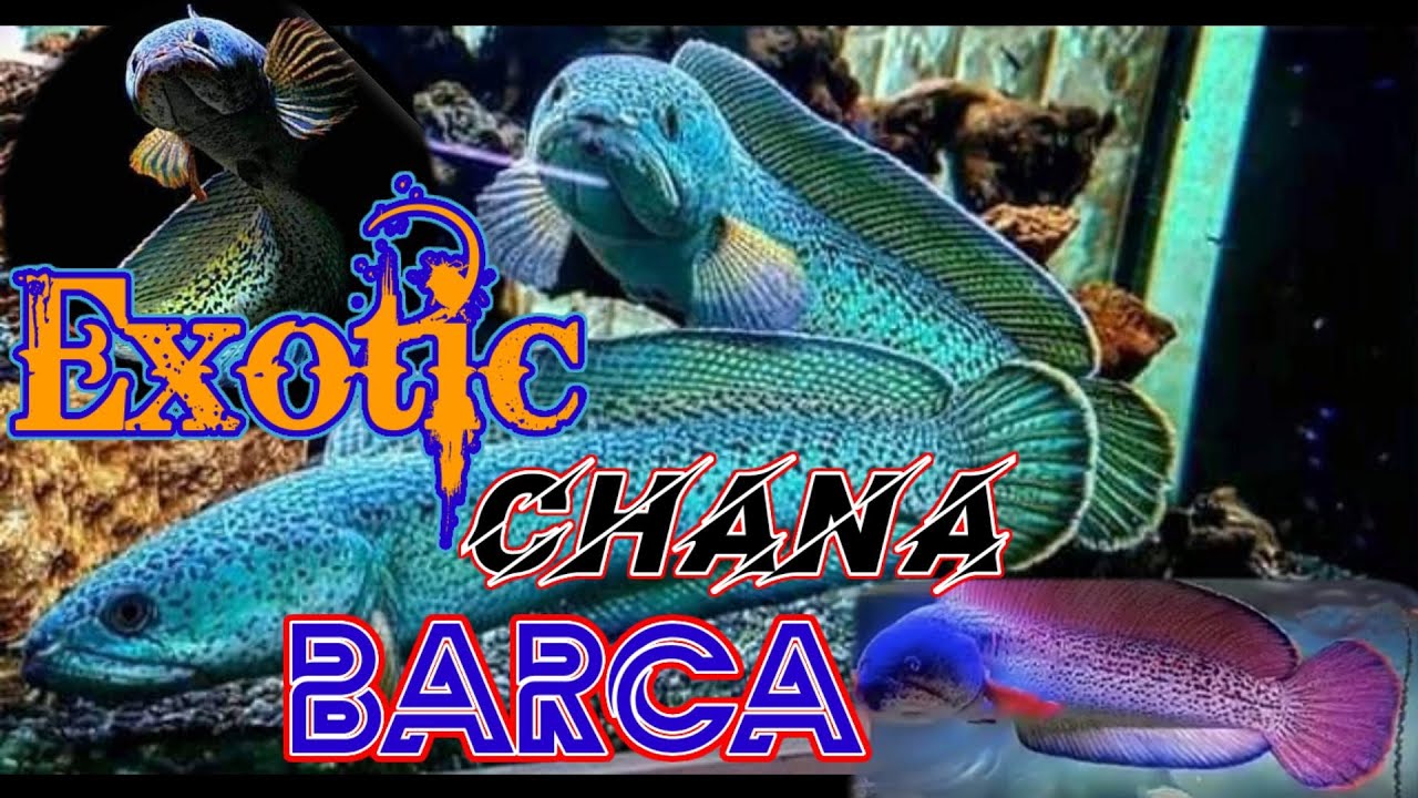 Exotic Chana Barca - YouTube