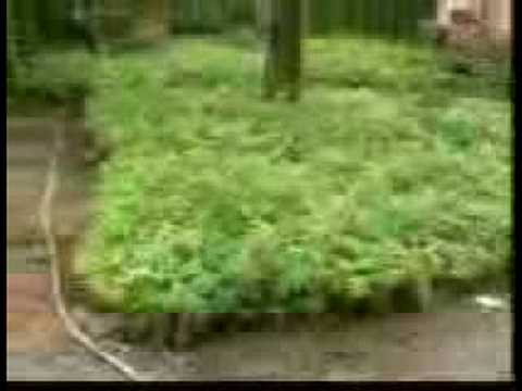 Bamboo Production India - YouTube
