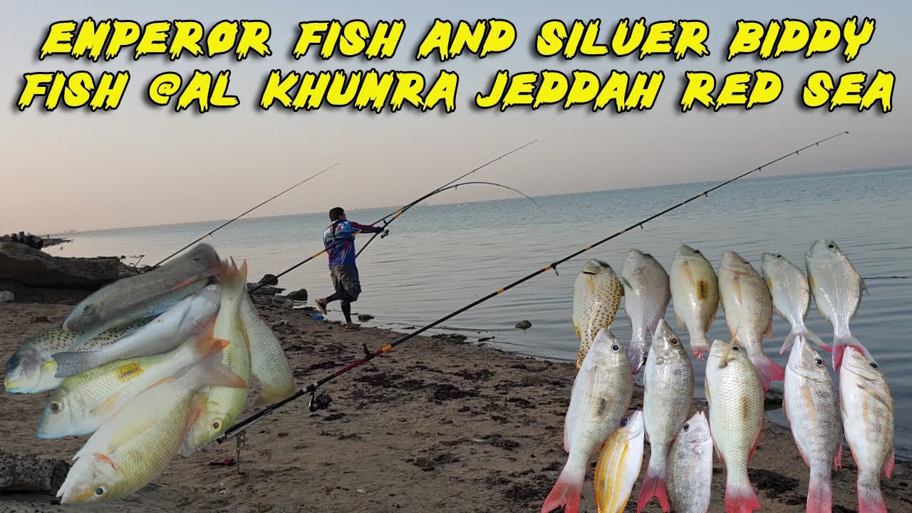 EMPEROR FISH AND SILVER BIDDY FISH @AL KHUMRA JEDDAH RED SEA - YouTube