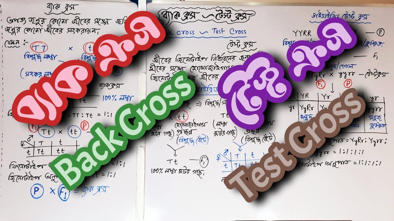 Test Cross And Back Cross In Bengali YouTube test-cross-and-back-cross-in-bengali-youtube