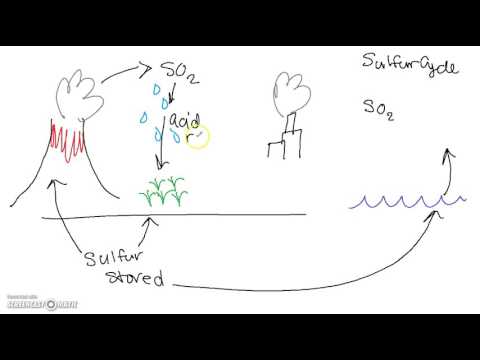 Simple Sulfur Cycle Diagram