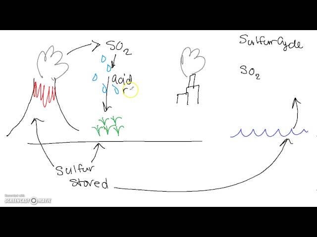 Sulfur Cycle For Kids