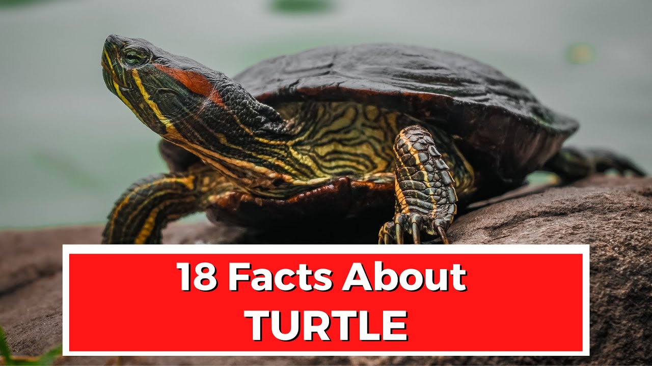 18 Facts About Turtle - YouTube