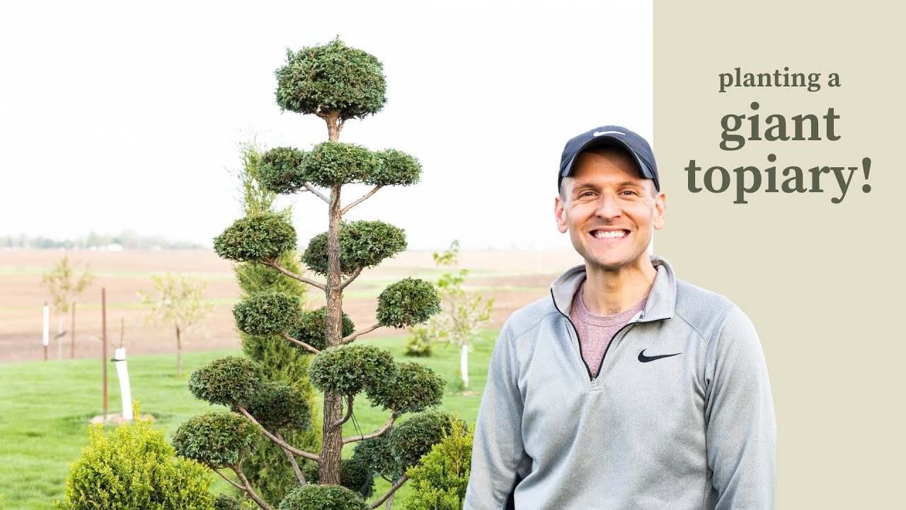 Planting a Giant Topiary! - YouTube