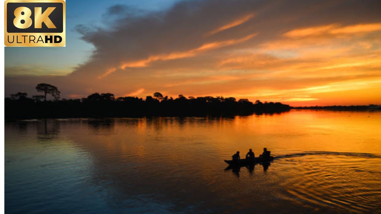 AMAZON RAINFOREST WILDLIFE in 8K HDR - YouTube