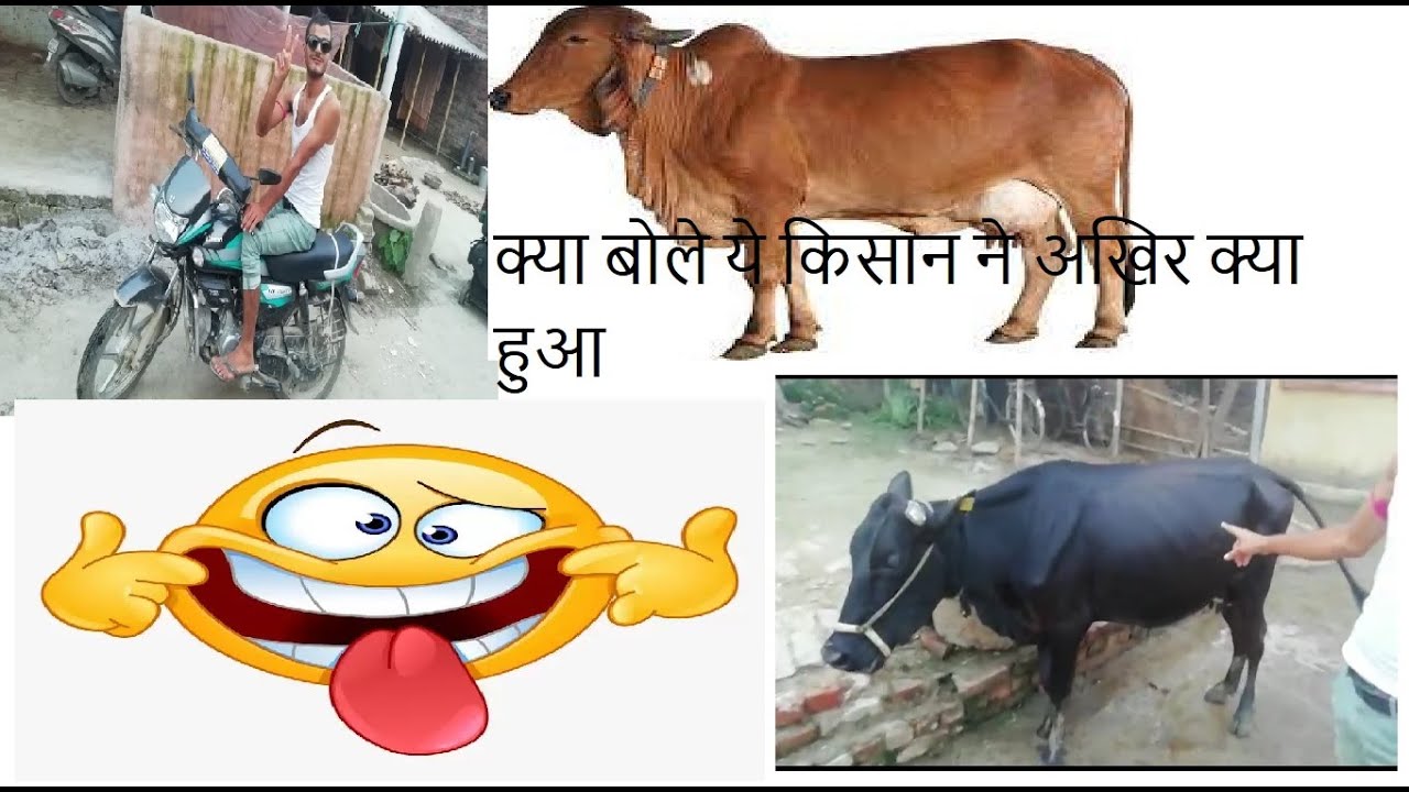 cow video kay hua in kay sath dkhay - YouTube