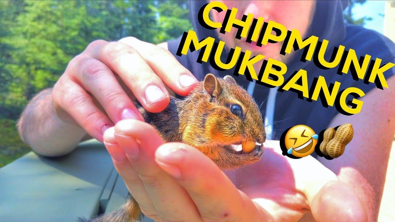 CHIPMUNK MUKBANG THE MOST PURE VIDEO ON YOUTUBE! - YouTube