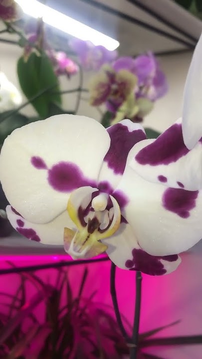 💕Полька Дотс💕цього разу квіти мілкіші.Доростила квіточки з літнього ...