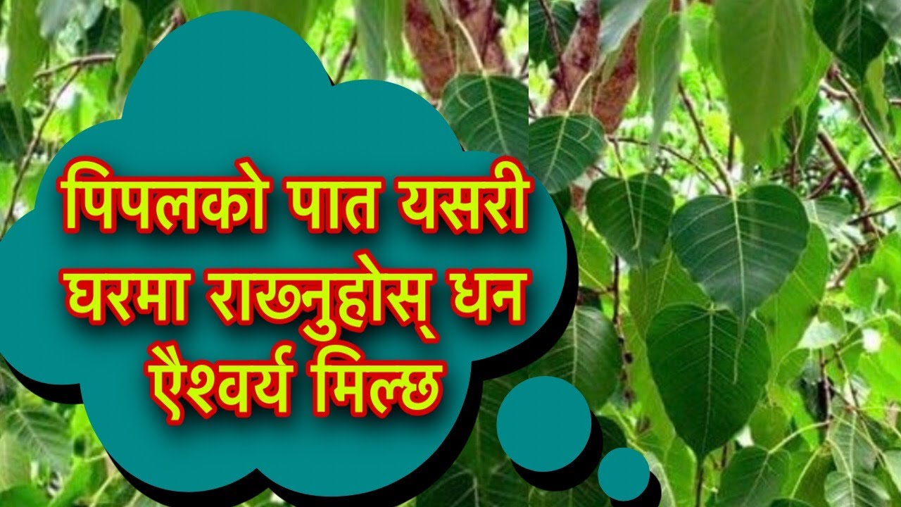 पिपलको पात यसरी घरमा राख्नुहोस् धन एैश्वर्य मिल्छ/Pipal Ko Achuk Bidhi ...