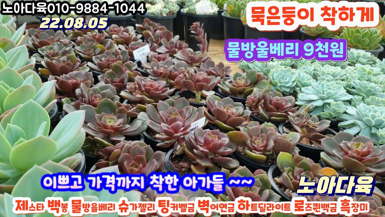 노아다육3탄묵둥이백봉제스타팅커벨금물방울베리슈가젤리벽어연금흑장미케라리언러우멕스코로즈짚시레드콘러우백금