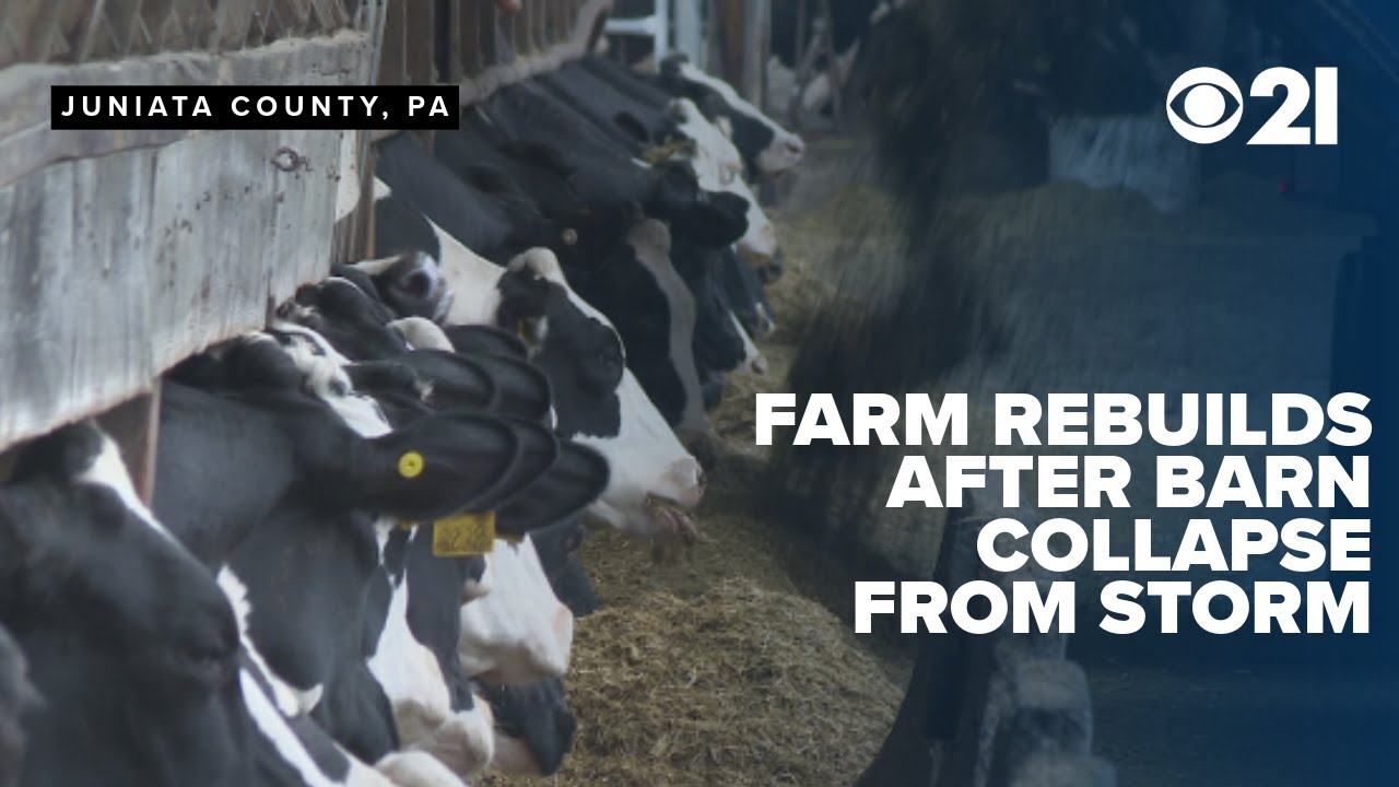 Farm rebuilds after barn collapse, cows rescued from storm damage in ...
