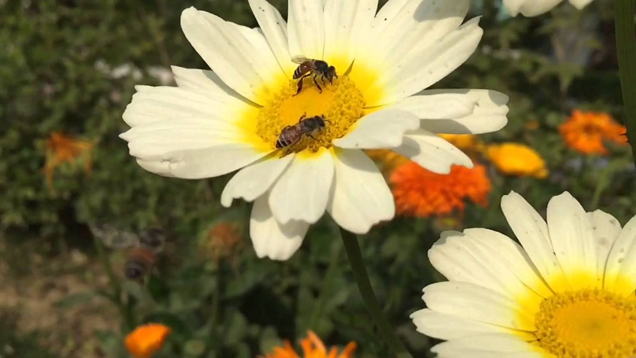 Bee Landing On A Flower (Slo-Mo) - YouTube