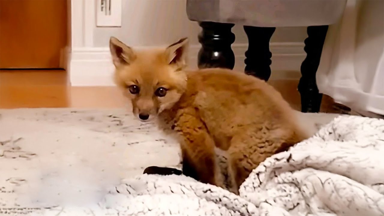 Man rescues fox stuck in backyard. Treats it like a son. But when it ...