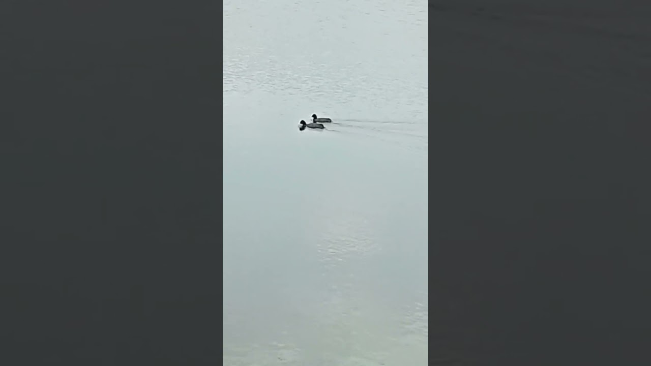 Birds | Budubunga Birds | Beautiful Birds - YouTube