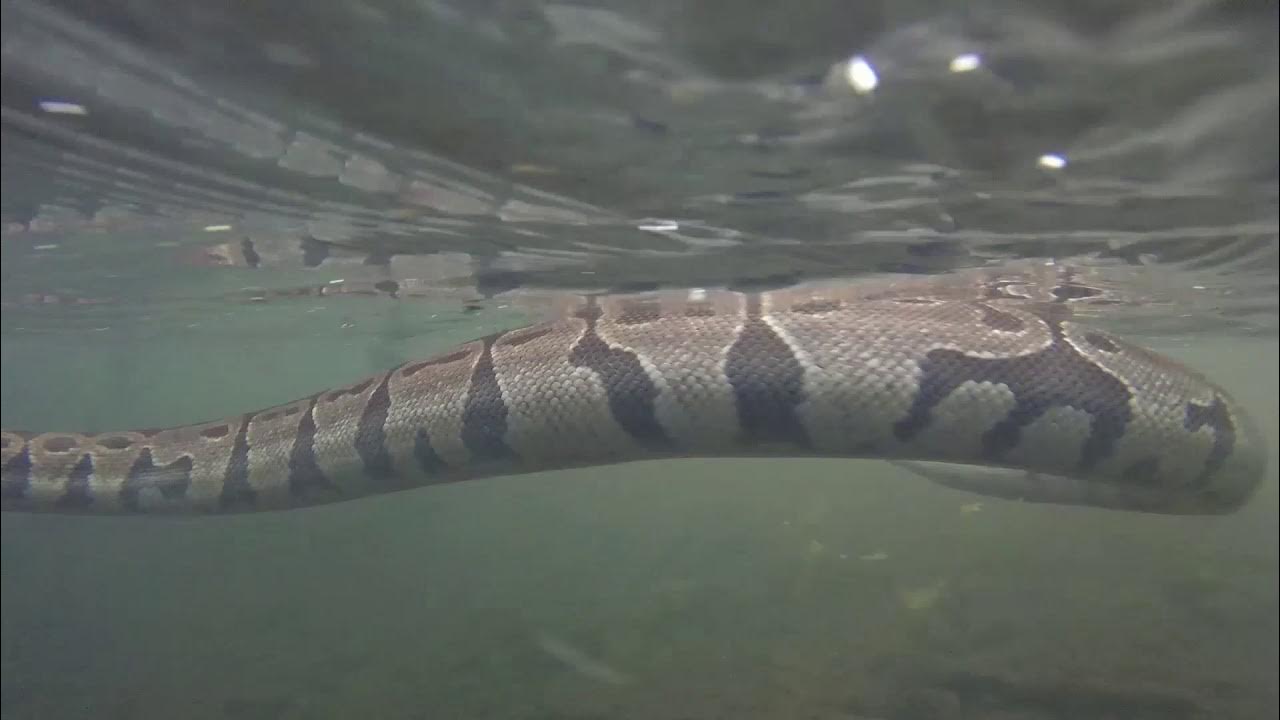 Python went swimming - YouTube