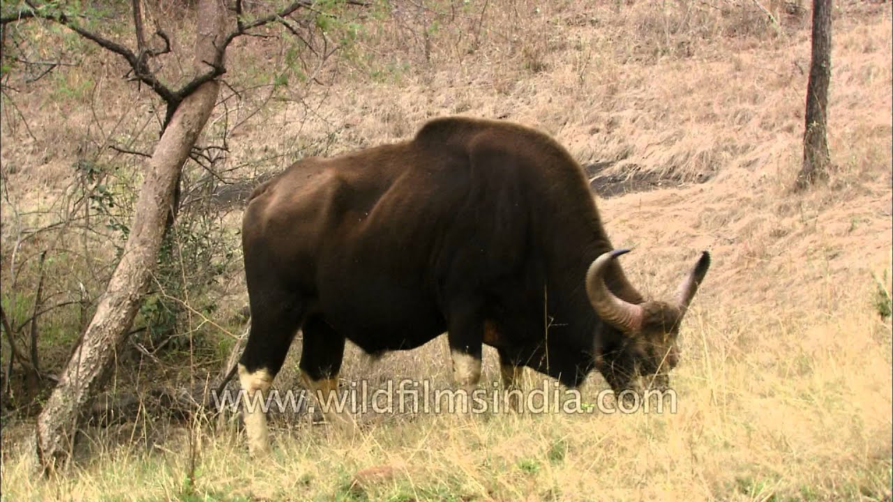 Indian Bison : one of the tallest species of wild cattle - YouTube