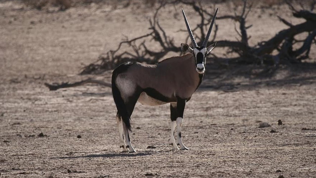 how to play oryx in nutshell || rainbow six siege - YouTube