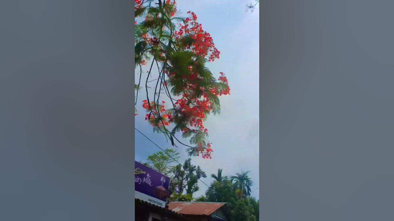 gora tui kosto pabi #vedicastrology #vedicwayoflife #song #dance #dancemusic - YouTube