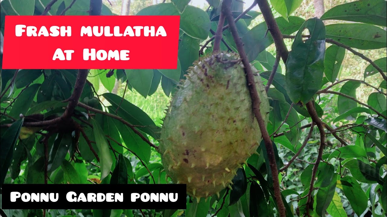 Mullatha Fruit at Home//Very Healthy, Taste Fruit//Ponnu Garden Ponnu ...