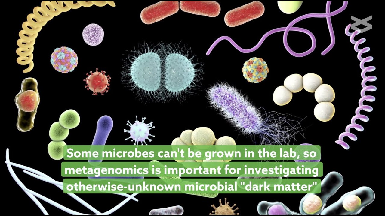 Assembling complete microbial genomes with Iterative Hybrid Assembly ...
