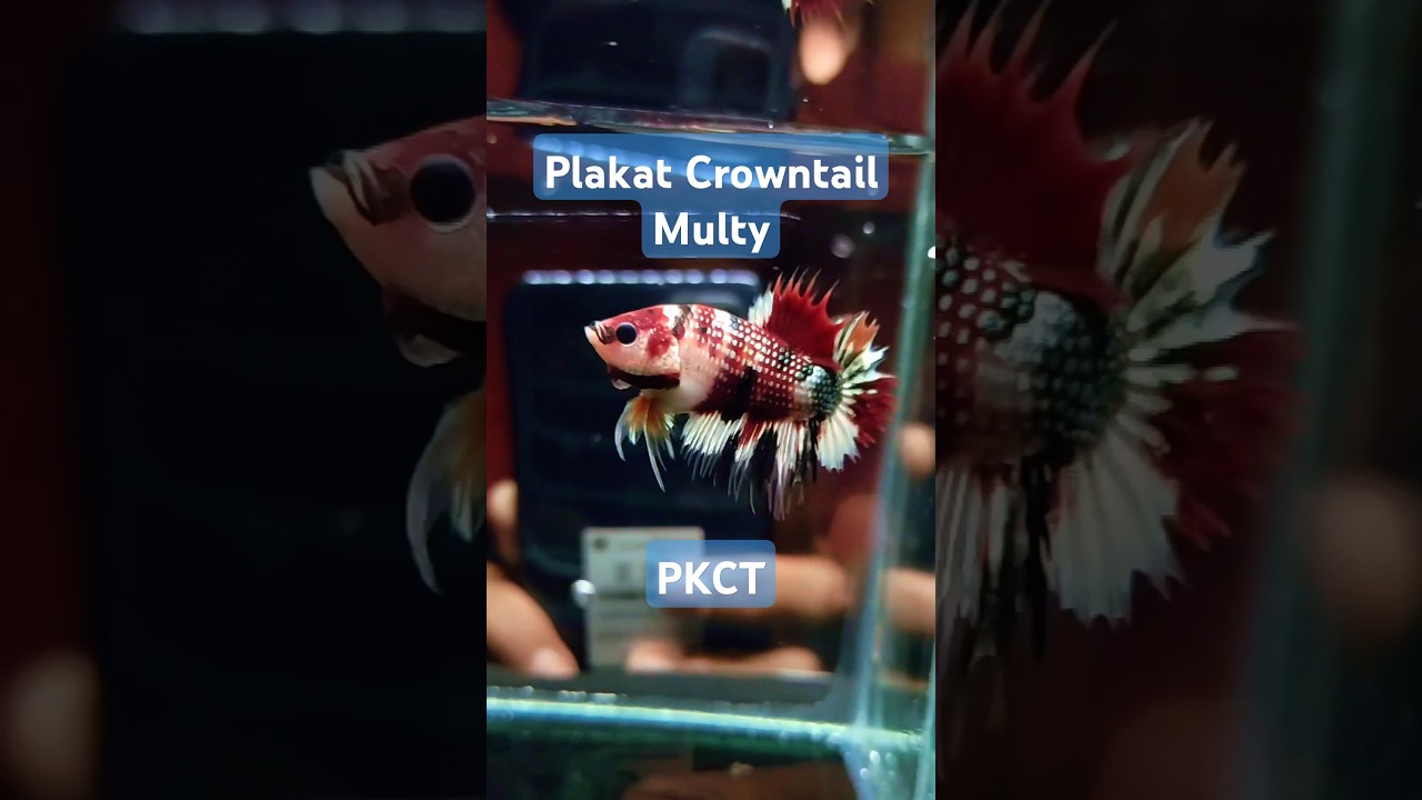 Betta Crowntail Plakat (CTPK) - YouTube