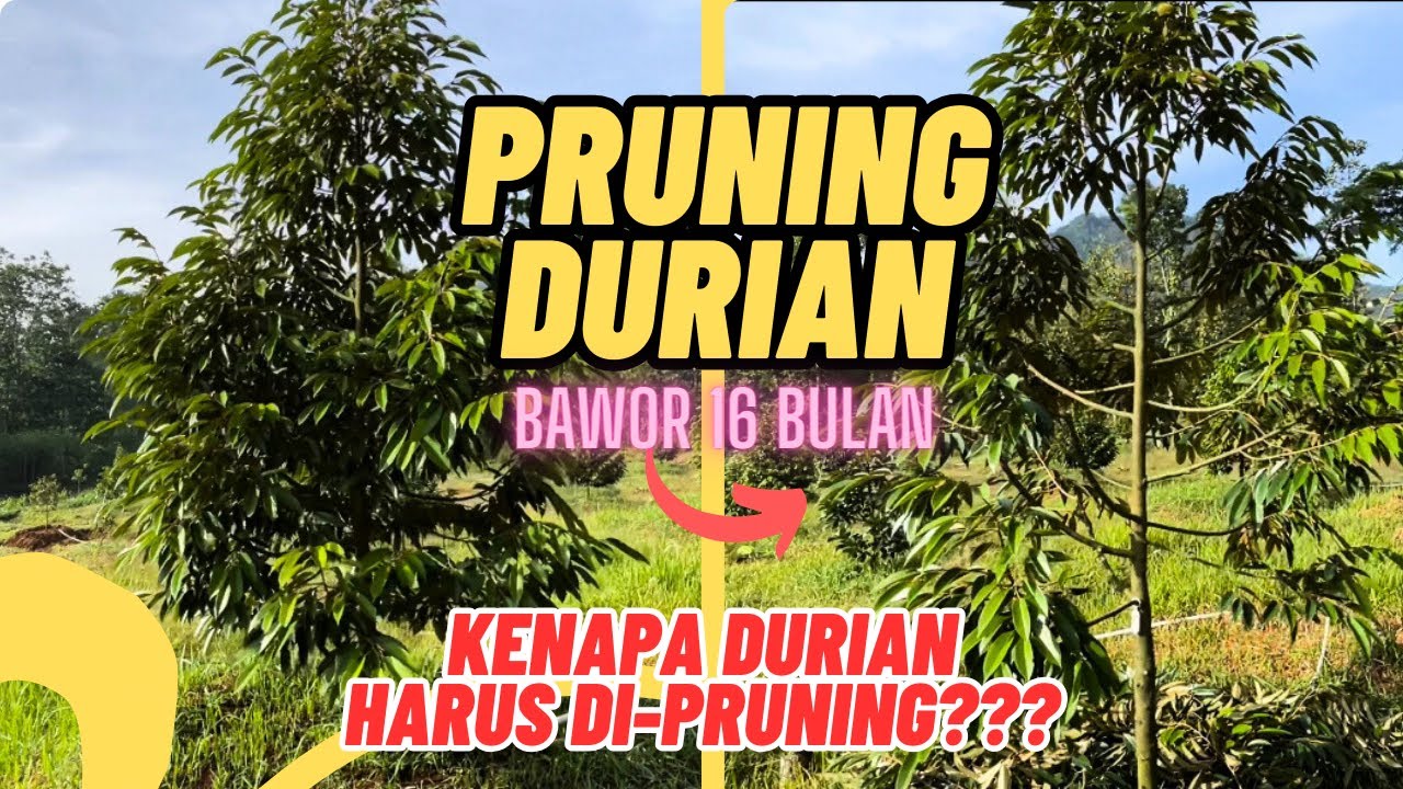 PRUNING BAWOR YANG SAAT TANAM MASIH BERUPA HUTAN ALBASIA - YouTube