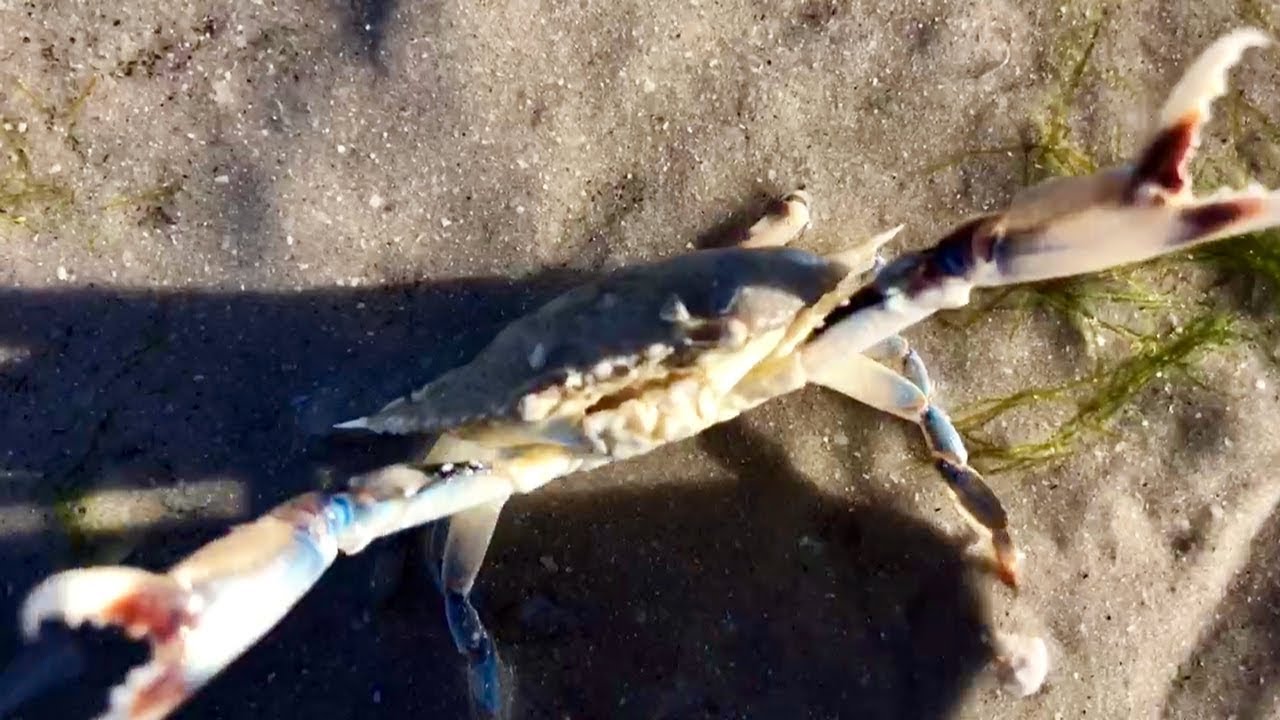 Feisty Little Blue Crab Tries To Take On The Cameraman - YouTube