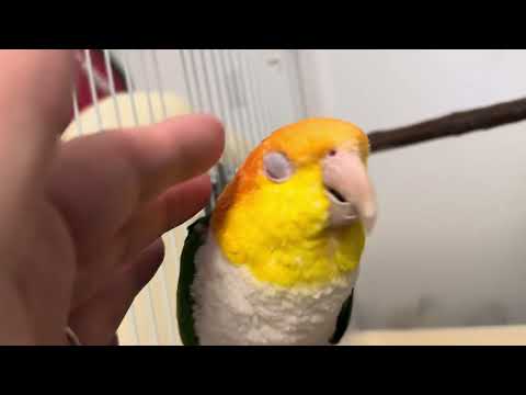 Kiwi-chan seems a little different than usual, but he's okay🥝🥝🥝