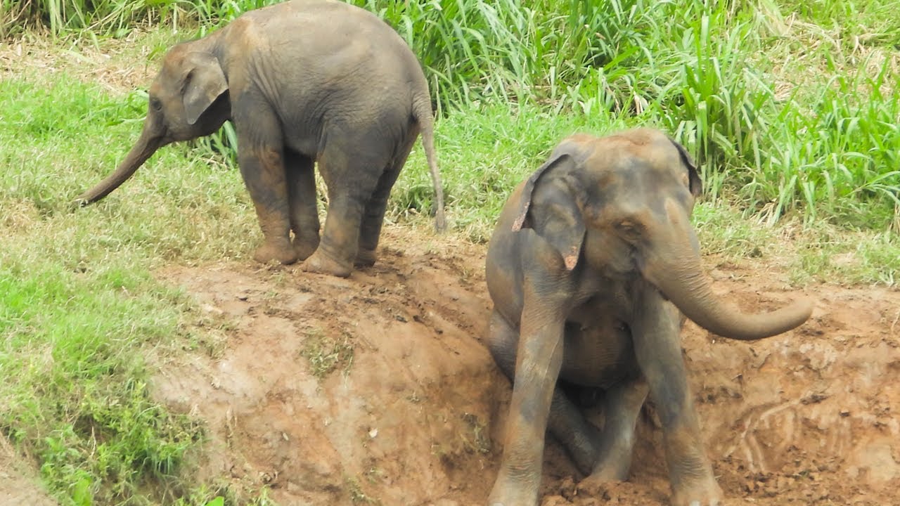 Heartwarming Moments of an Elephant Mother Helping Her Baby - YouTube