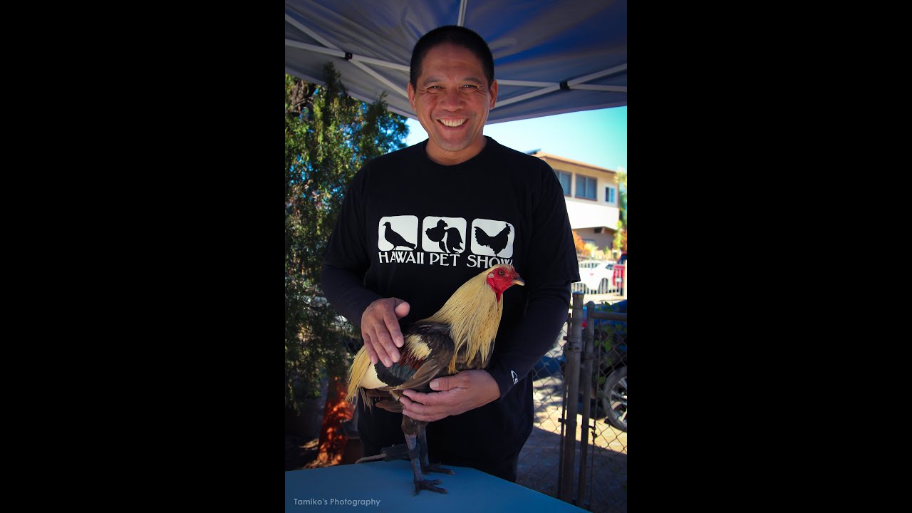 Tokong Chicken videos - YouTube