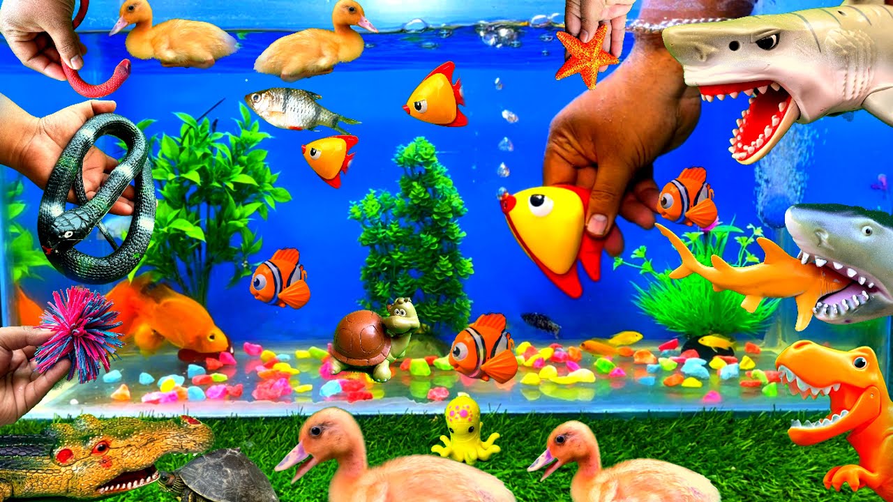 Beautiful Fish Aquarium Video, Fish Videos, Ducks And Fishes, Alligator ...