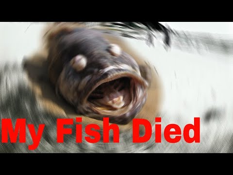 My fish died - YouTube