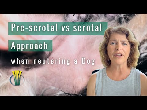 Pre-scrotal vs Scrotal Approach When Neutering a Dog